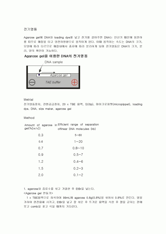Agarose gel을 이용한 DNA의 전기영동[결과레포트]