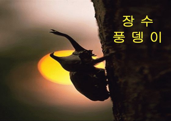 장수풍뎅이 사육방법