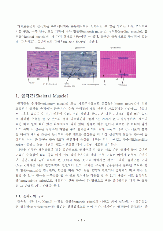 [자연과학] 근육의 구조와 기능