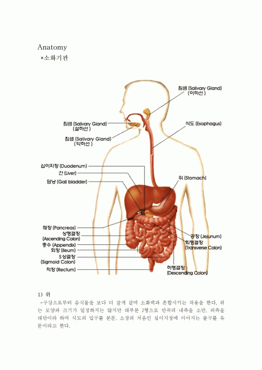 소화기관 레포트 자료