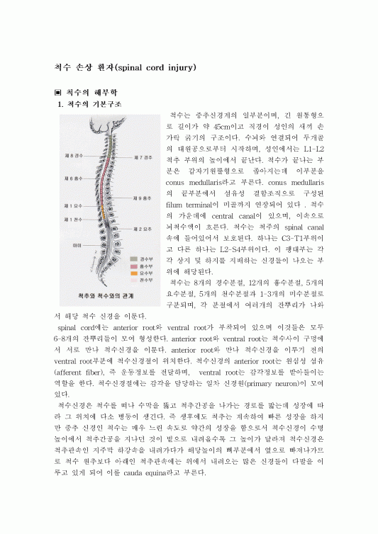 척수 손상(spinal cord injury)