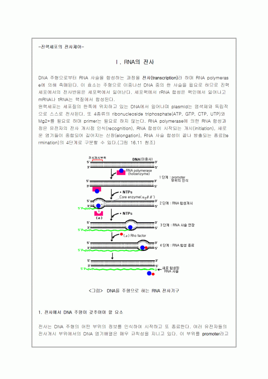 진핵세포의 전사제어