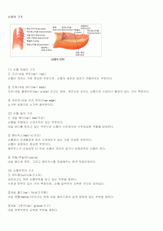 손톱의 구조 레포트 자료