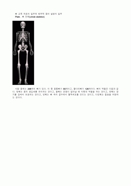 뼈 교육 자료의 일부와 해부학 용어 설명의 일부