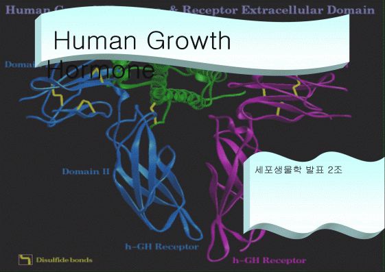 Human Growth Hormone