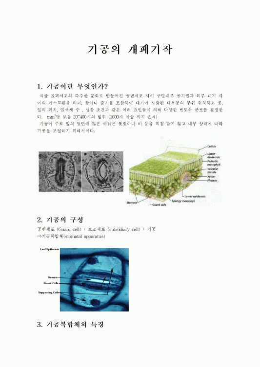 기공의 개폐기작