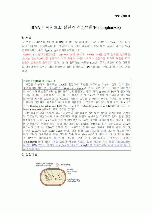 DNA의 제한효소 절단과 전기영동(Electrophoresis)