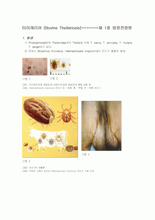 타이레리아 (Bovine Theileriosis)