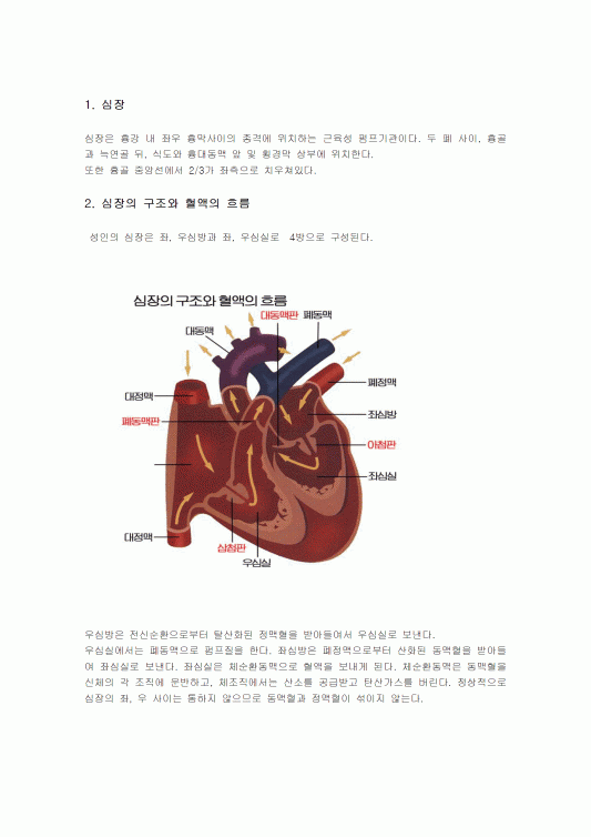 심장의 구조와 해부 생리