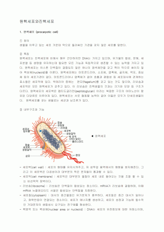 원핵세포와 진핵세포의 정의와 차이점