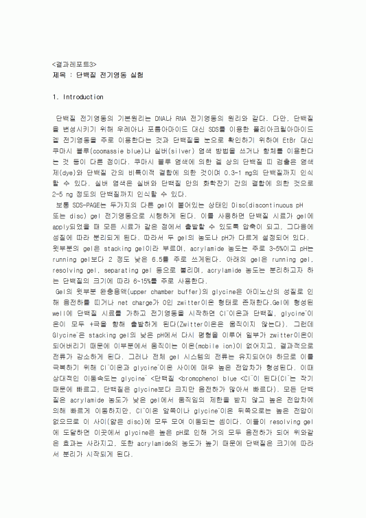 [자연과학] 단백질 전기영동