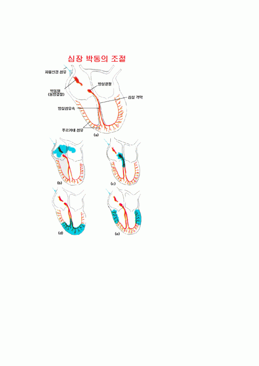 심장탈분극과 재분극