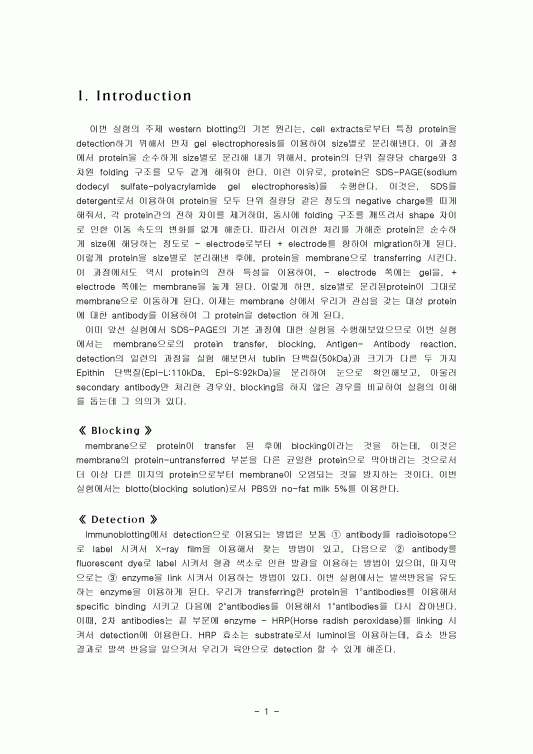 <실험> 웨스턴블롯팅 (Western blotting)