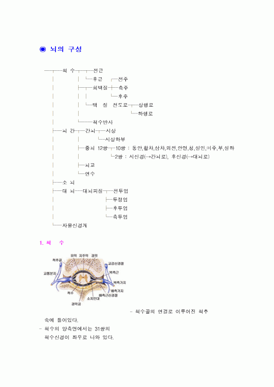 뇌의 구성(중추신경계와 말초신경계)