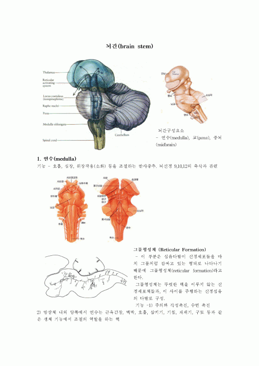 뇌간에 관한 고찰