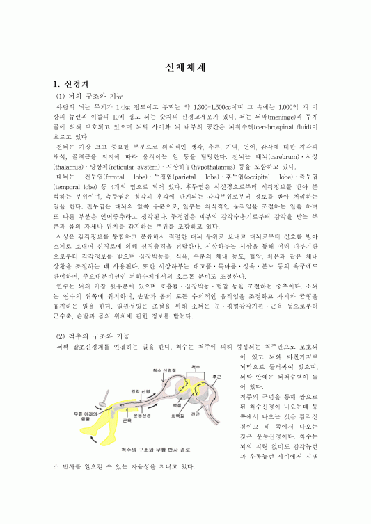 신체체계(신경계,근골격계....)