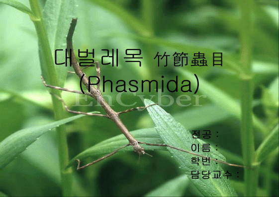 대벌레목 레포트 자료