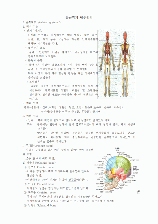 근골격계해부생리