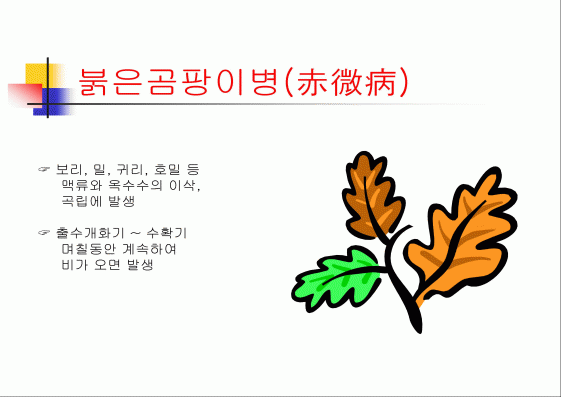 붉은곰팡이병