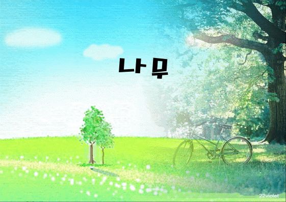 나무종류별 특징분석 및 사진