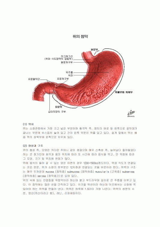 위암에 대한 조사