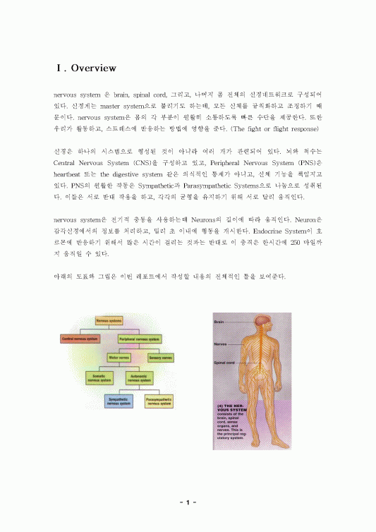 성인간호학 신경계의 구조와 기능