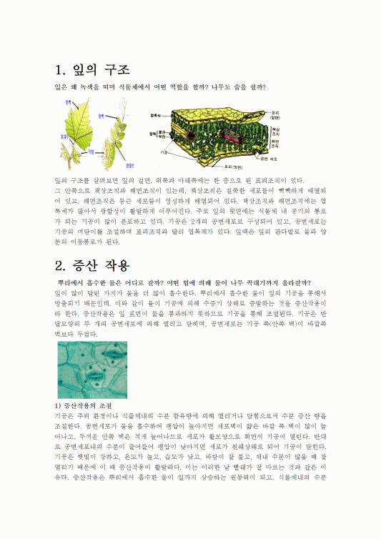 잎의 구조 줄기의 구조