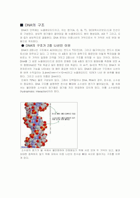 DNA의 구조 레포트 자료