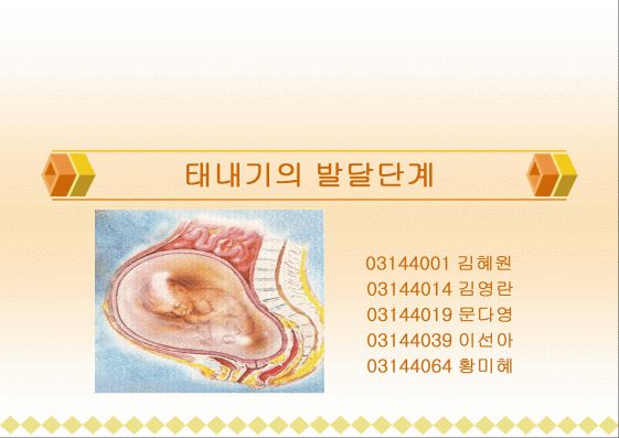 [사회과학] 태내기 발달단계
