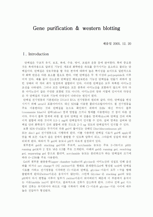 <실험>WESTERN BLOTTING
