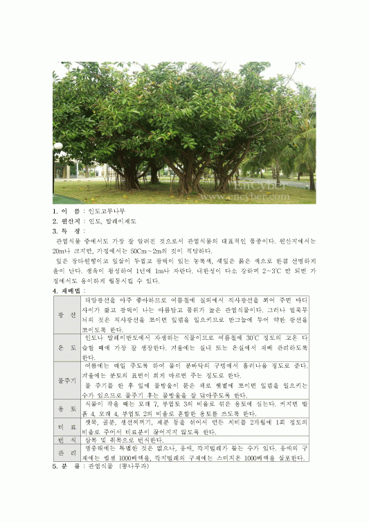 관엽식물 레포트 자료