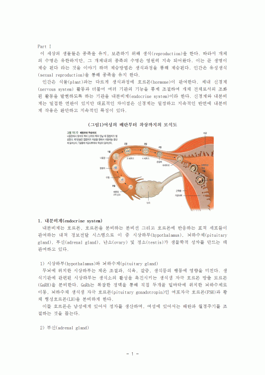 인간의 생식 레포트 자료