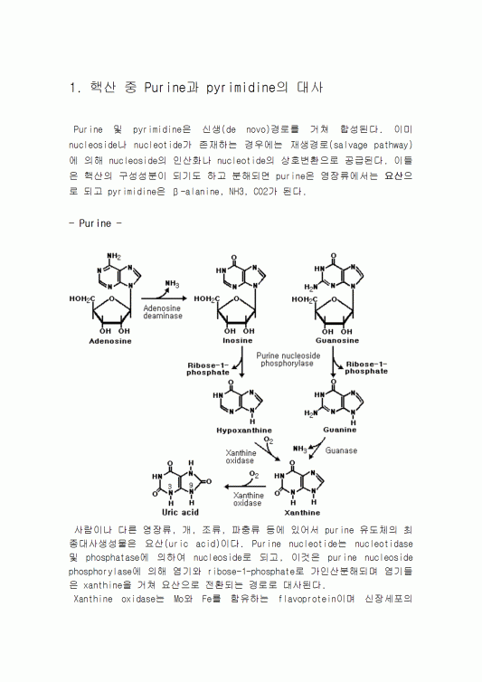 핵산의 대사과 미생물의 혐기성 호흡
