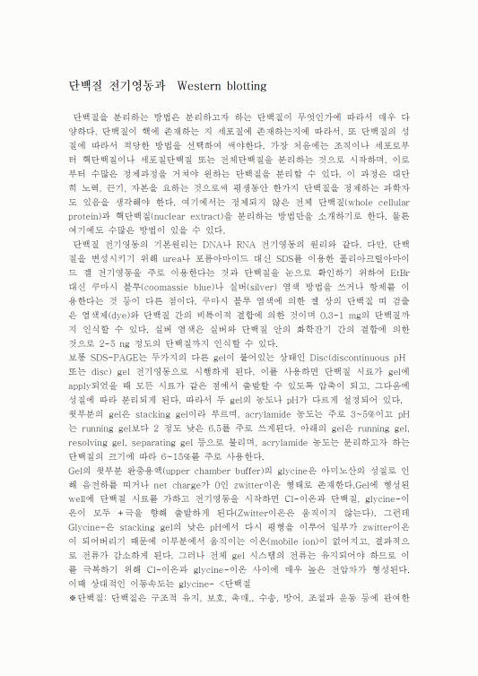 단백질 전기영동과 Western blotting