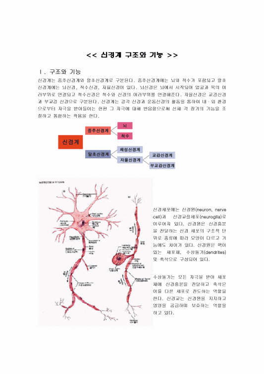 [의약학] 신경계 구조와 기능
