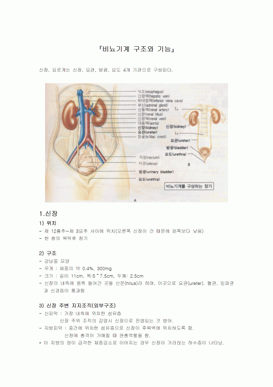 비뇨기계의 구조와 기능