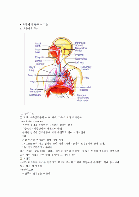 호흡기계 구조와 기능 상부기도