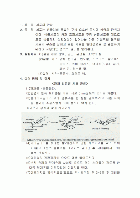 식물세포의 관찰