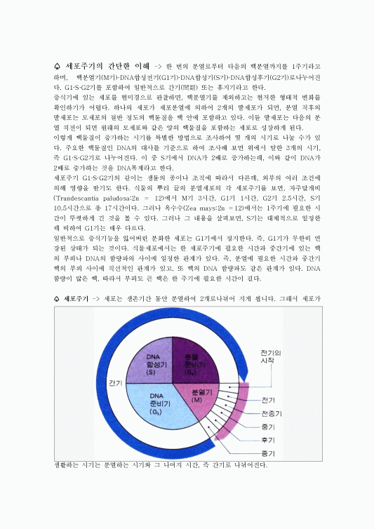 [자연과학] 세포주기 (cell cycle)