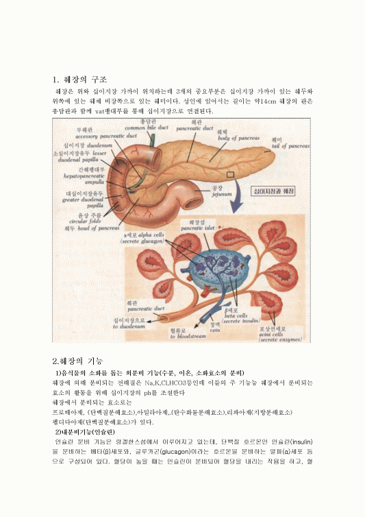 췌장의 구조와 기능 췌장염(pancreatitis)