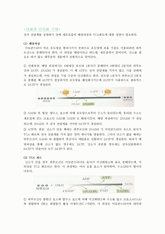 전자전달계 (+ 근육수축)