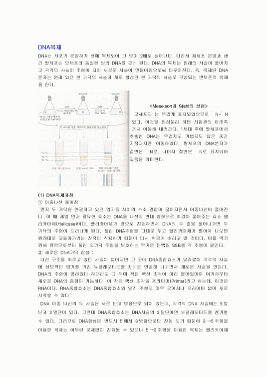 단백질합성 과정