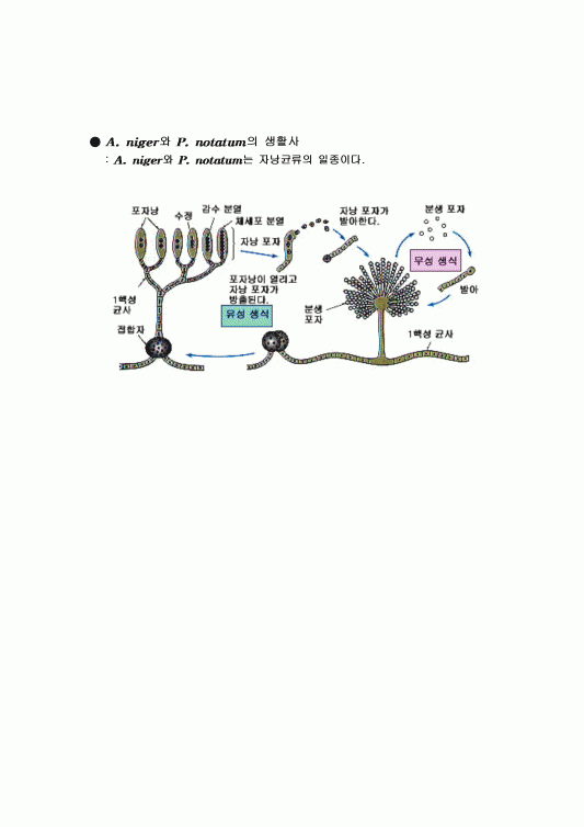 세균학-균류 레포트 자료