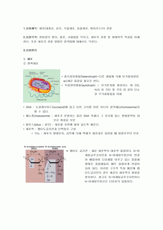 세포(대장균, 효모, 식물세포, 동물세포, 바이러스)의 관찰