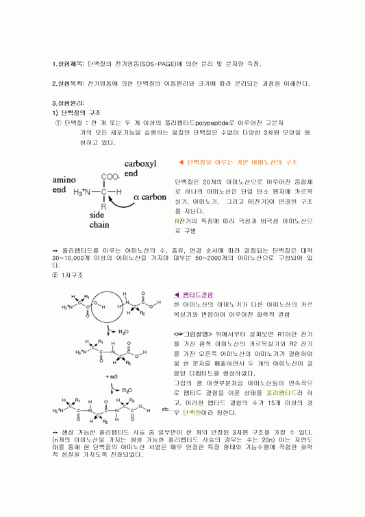 단백질의 전기영동(SDS-PAGE)에 의한 분리 및 분자량 측정.