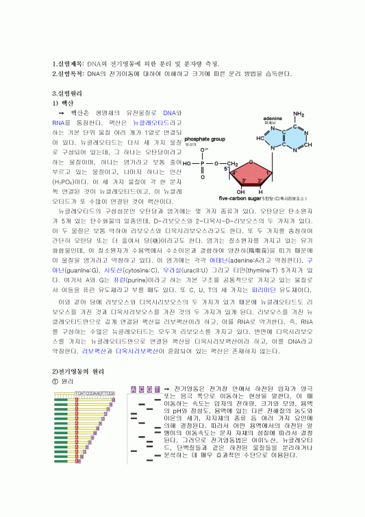 DNA의 전기영동에 의한 분리 및 분자량 측정.