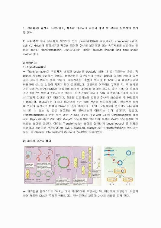 유전자 조작실험Ⅱ, 재조합 대장균의 선별과 배양 및 생성된 단백질의 분리 및 분석