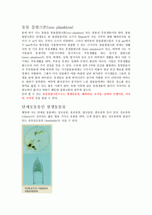 동물 플랑크톤