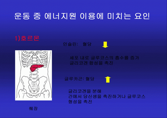 [예체능] 운동중 에너지원