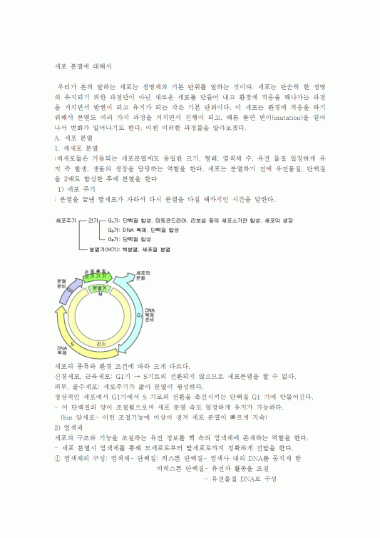 세포 분열을 통한 돌연변이